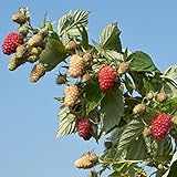 Golden raspberry - How to grow plants
