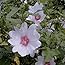 gardenexpert 15922 Lavatera "Primley Blue" Plant in 15 cm Pot - Green ...