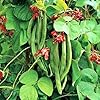Outsidepride Climbing Vine Scarlet Runner Beans - 50 Seeds in Kuwait ...