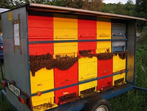 Used Beekeeping Equipment -Savings Worth The Risk? - Carolina Honeybees