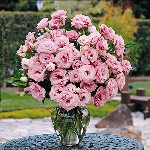 NEOCCAHZ Live Olants Indoor Eustoma seeds are sown in four seasons ...