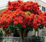 Delonix elata - How to grow & care