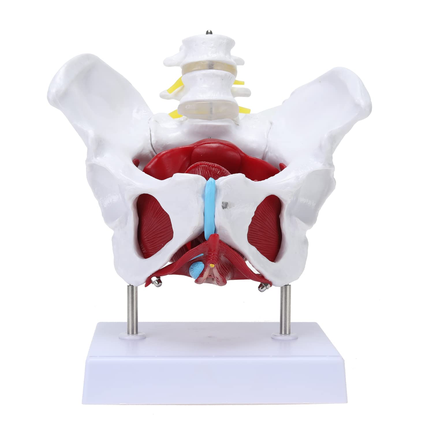 Mua MIIRR Female Pelvis and Perineum Model with Detachable Organs ...