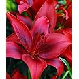 Amazon.com : Votaniki Ducati Asiatic Lily Bulbs - Asiatic Lily Red Highland Flowering Bulbs for ...