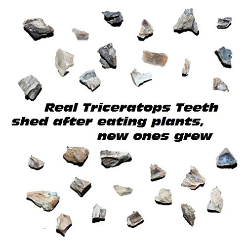 Shed After Eating Plants Real Triceratops Dinosaur Tooth Genuine Tooth ...