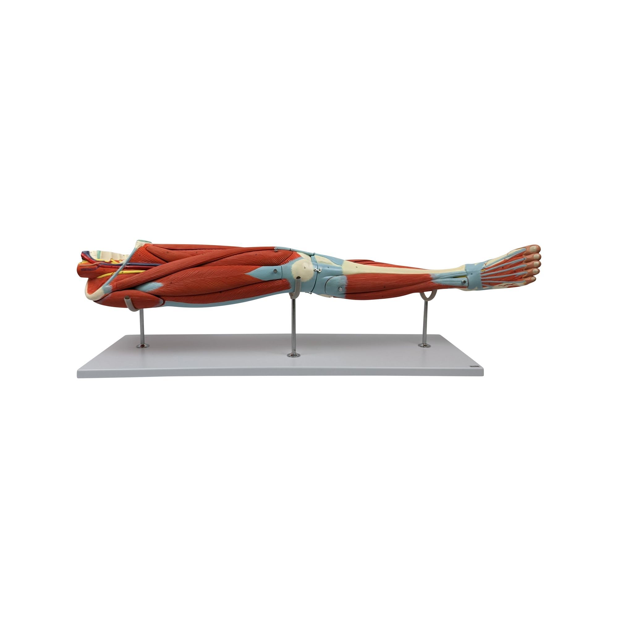 Mua Axis Scientific Muscle Model - Detailed Human Leg Muscle Anatomy ...