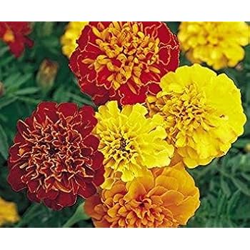 Amazon.com : Marigold Cracker Jack BULK 8, 000 Seeds Nice Garden Flower ...