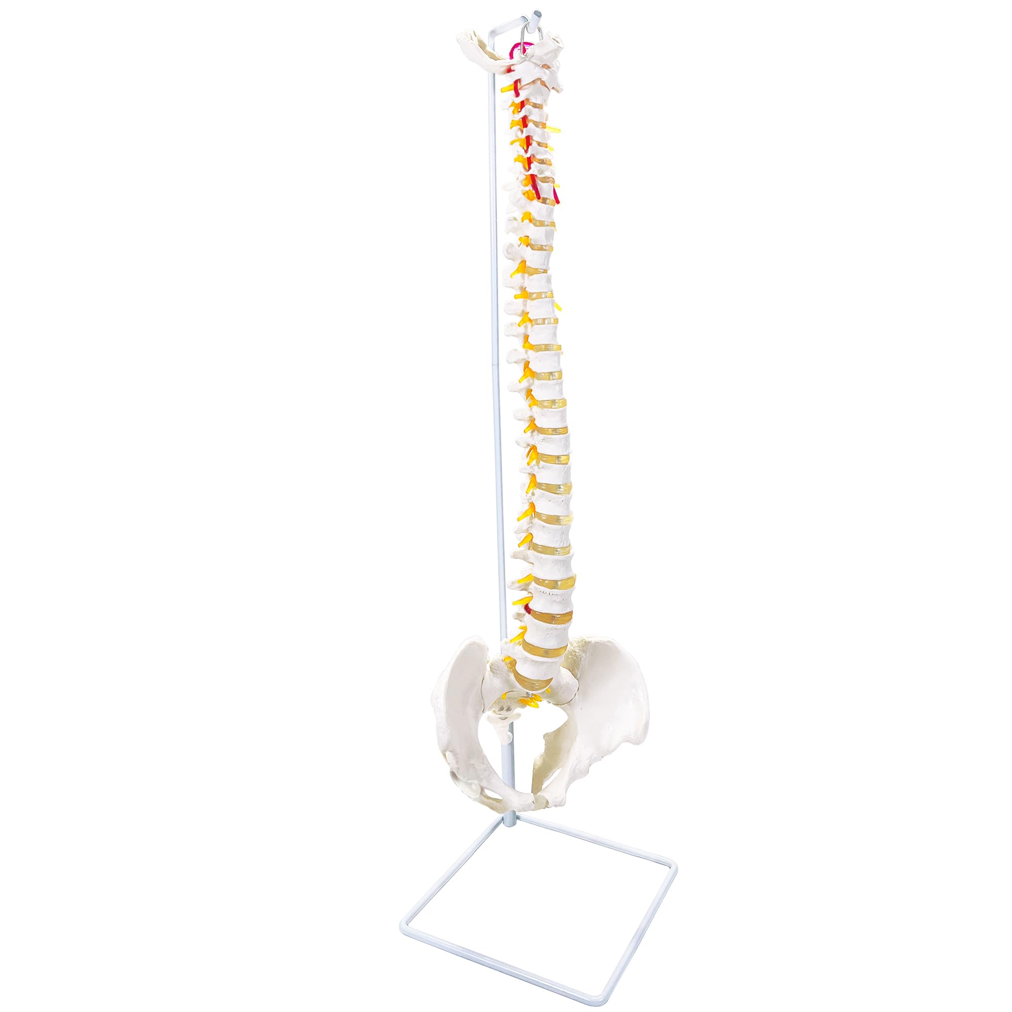 Mua Koretech Spine Model Life Size 34.6" Height, Spine Flexible with ...