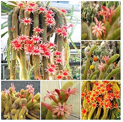 سعر Seeds. Bonsai Hildewintera Aureispina * Cleistocactus Window ...