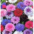Amazon.com : Dirt Goddess Super Seeds ~ Cornflower/Bachelor Button ...