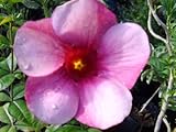 Allamanda Cherry jubilee - How to grow plants