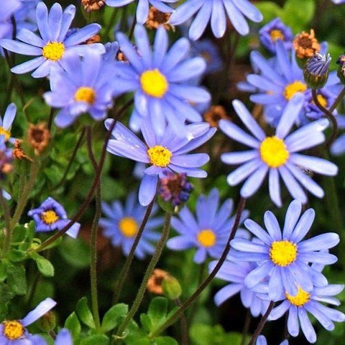 Felicia aethiopica / Blue Marguerite / African Blue Daisy / Evergreen ...