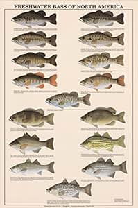 Amazon.com: Freshwater Bass Fish Poster and Identification Chart: Home ...