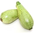 Amazon.com : Lebanese White Bush Marrow Squash Seeds - Packet of 10 ...