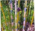 Amazon.com: Green Hedge Clumping Bamboo Plant - Bambusa Multiplex - One ...