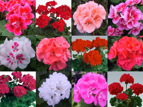 10 Geranium Zonal plug plants Mixed Collection - Philippines | Ubuy