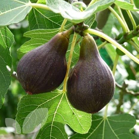 Amazon.com : Brown Turkey Fig Tree Live Fruit Plant Fully Rooted Potted ...
