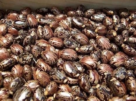 Castor Seeds Ricinus Communis - Arandi Ke Beej l Amanakku Seeds 300g ...