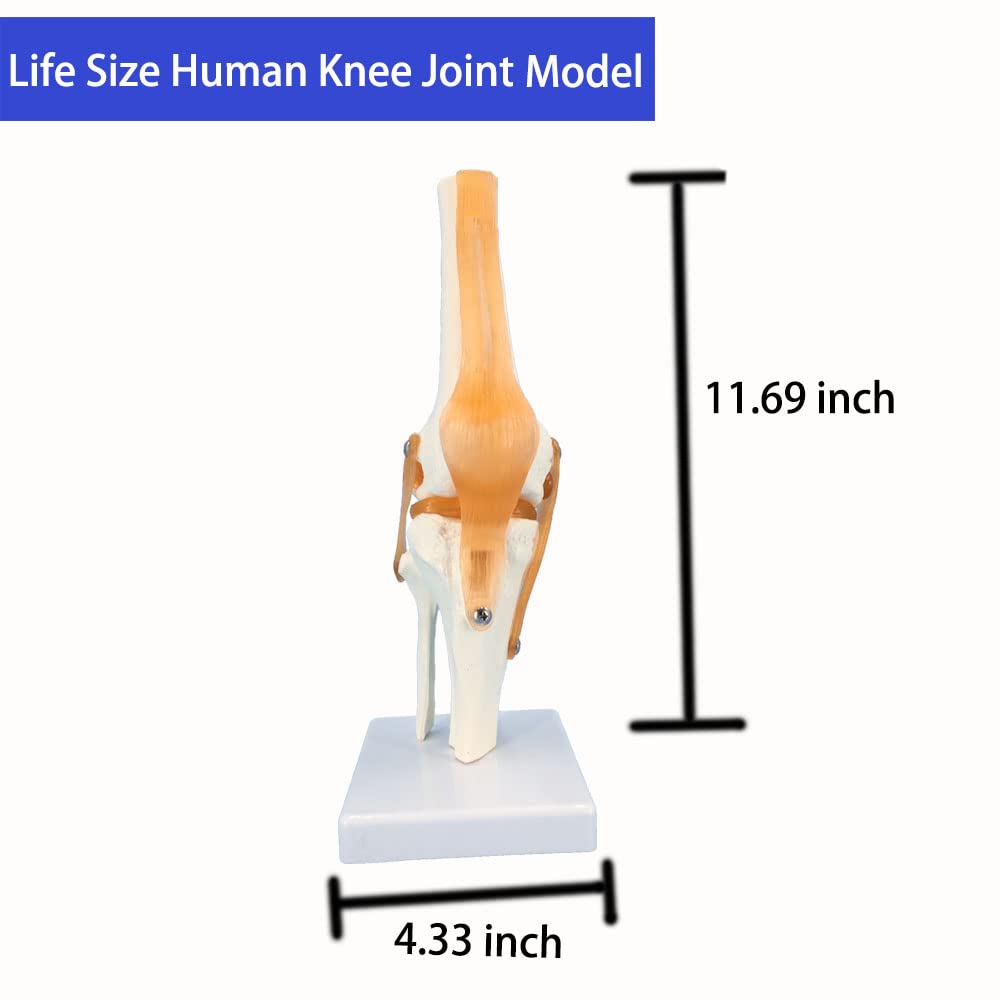Mua Veipho Knee Model, Flexible Knee Joint Model with Ligament and ...