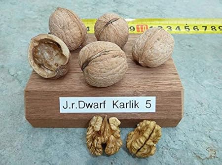 Dwarf Walnut Tree Dwarf Karlik® - A one-Year-Old, grafted Plant in a 5 ...