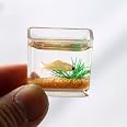 Amazon.com: Dollhouse Miniature Fish Tank, 1:12 Dollhouse Mini Scene ...