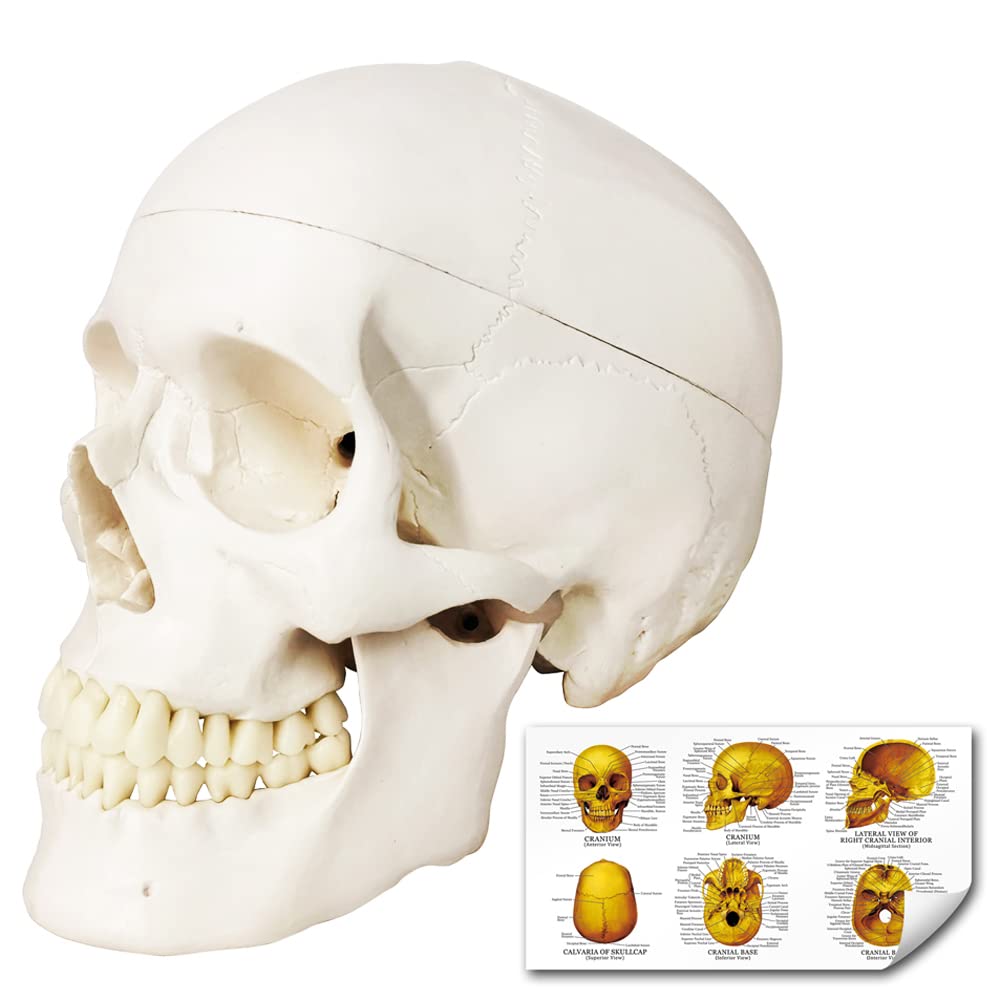 Mua Merinden Skull Model, Human Skull Anatomy Model, Life Size 3-Part ...
