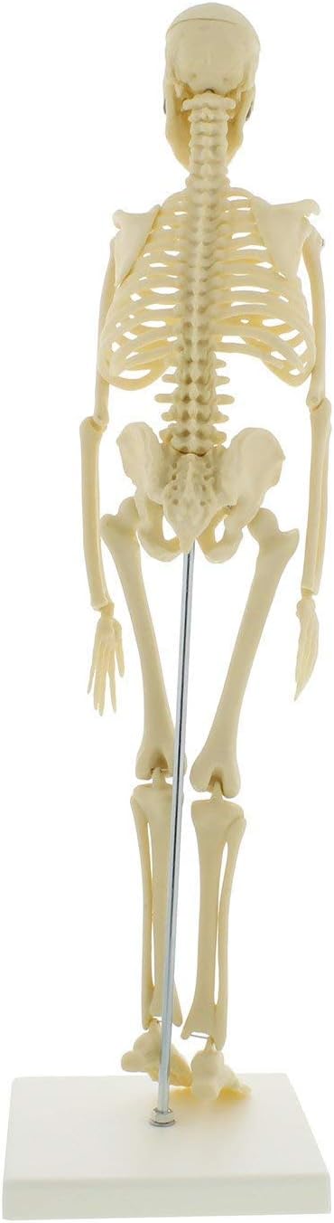 Industrial & Scientific YLLN Mini Skeleton 17in Human Skeleton Model ...