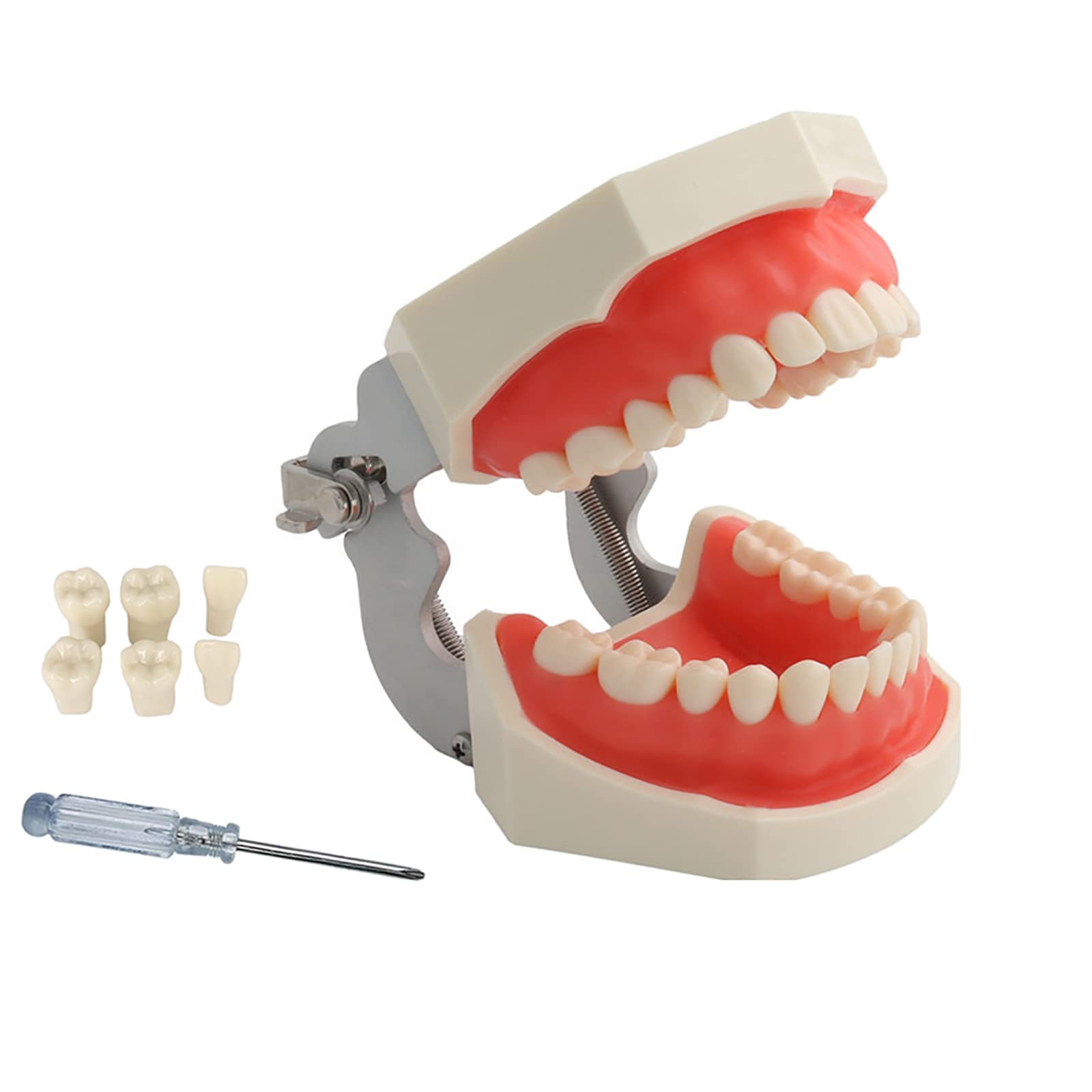 Mua TM-021 Dental Typodont Teeth Model Completely Detachable Teaching ...
