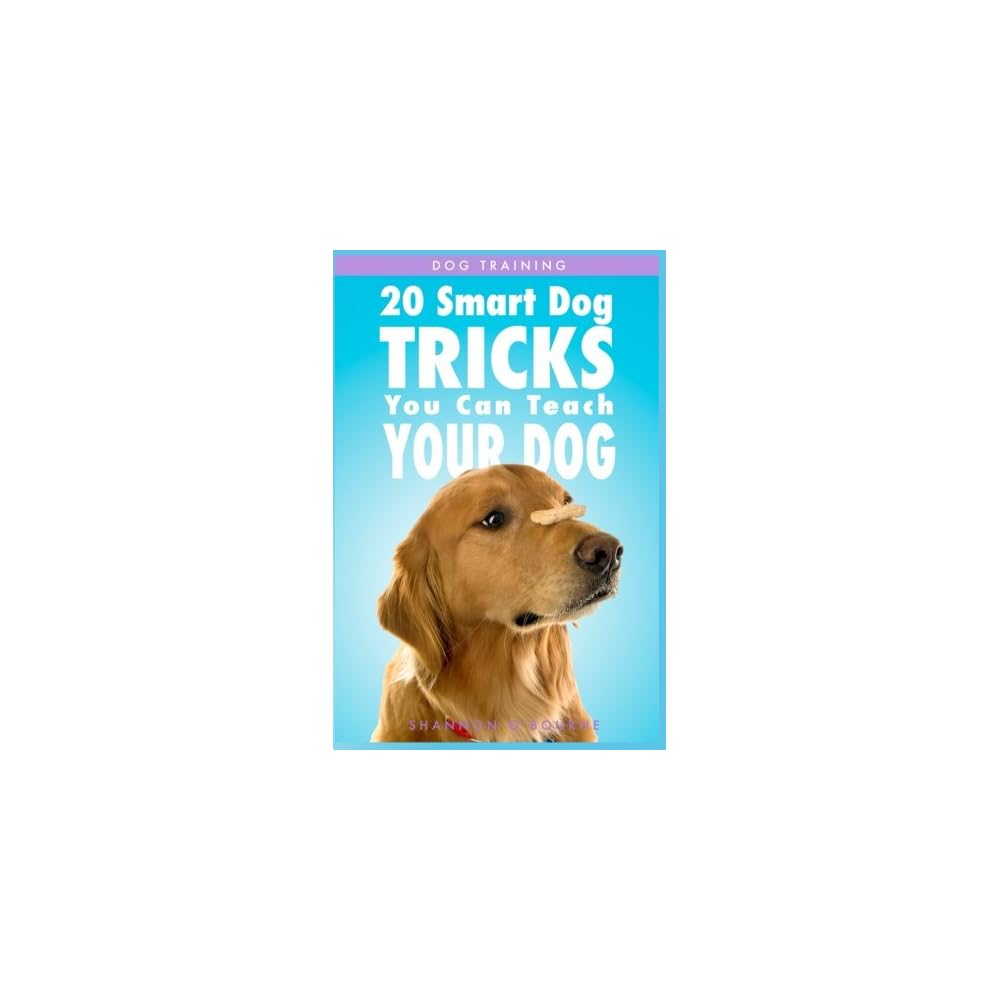 How To Teach A Labrador Tricks