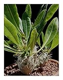 Pachypodium lamerei - How to grow & care