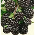 Amazon.com : 100 BLACKBERRY Fruit Bush Rubus Seeds : Blackberry Plants ...