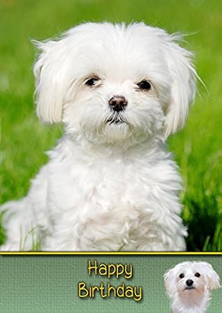 Maltese Dog Birthday Card: Amazon.co.uk: Office Products