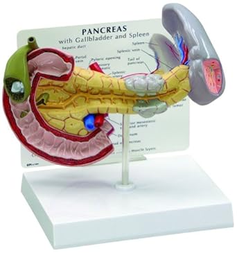 Amazon.com: Pancreas Gallbladder Model: Industrial & Scientific