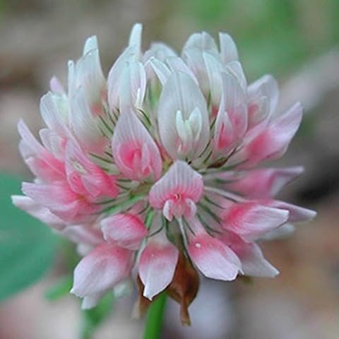 Alsike Clover Seeds - an Extremely Winter Hardy Perennial Clover ...
