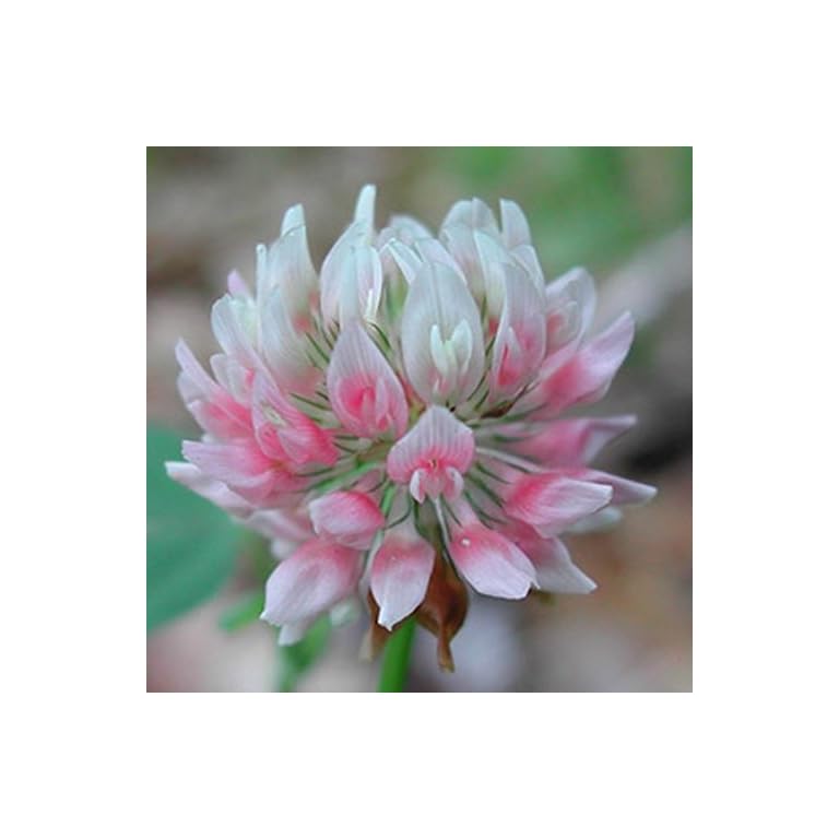 Alsike Clover Seeds - an Extremely Winter Hardy Perennial Clover ...