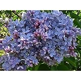 Amazon.com : Miss Kim Manchurian Dwarf Lilac - Syringa - Outdoors ...