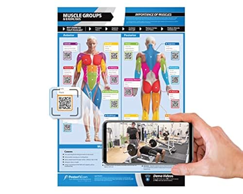 Workout Posters for Home Gym | Muscle Group Gym Poster | Exercise ...