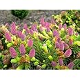 Amazon.com : Pusch Dwarf Spruce - Picea Abies 'Pusch' - 1 - Year Plant ...