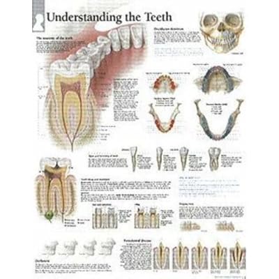 Buy Teeth Chart - Laminated Wall Chart Online Australia | Ubuy