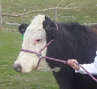 Amazon.com: New Style Rope Cattle Halter, Easily Adjustable for Calf ...
