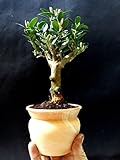 Mini European Olive Trees - The Green Head