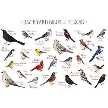 Amazon.com: Laminated Backyard Birds Educational Science Chart Poster ...