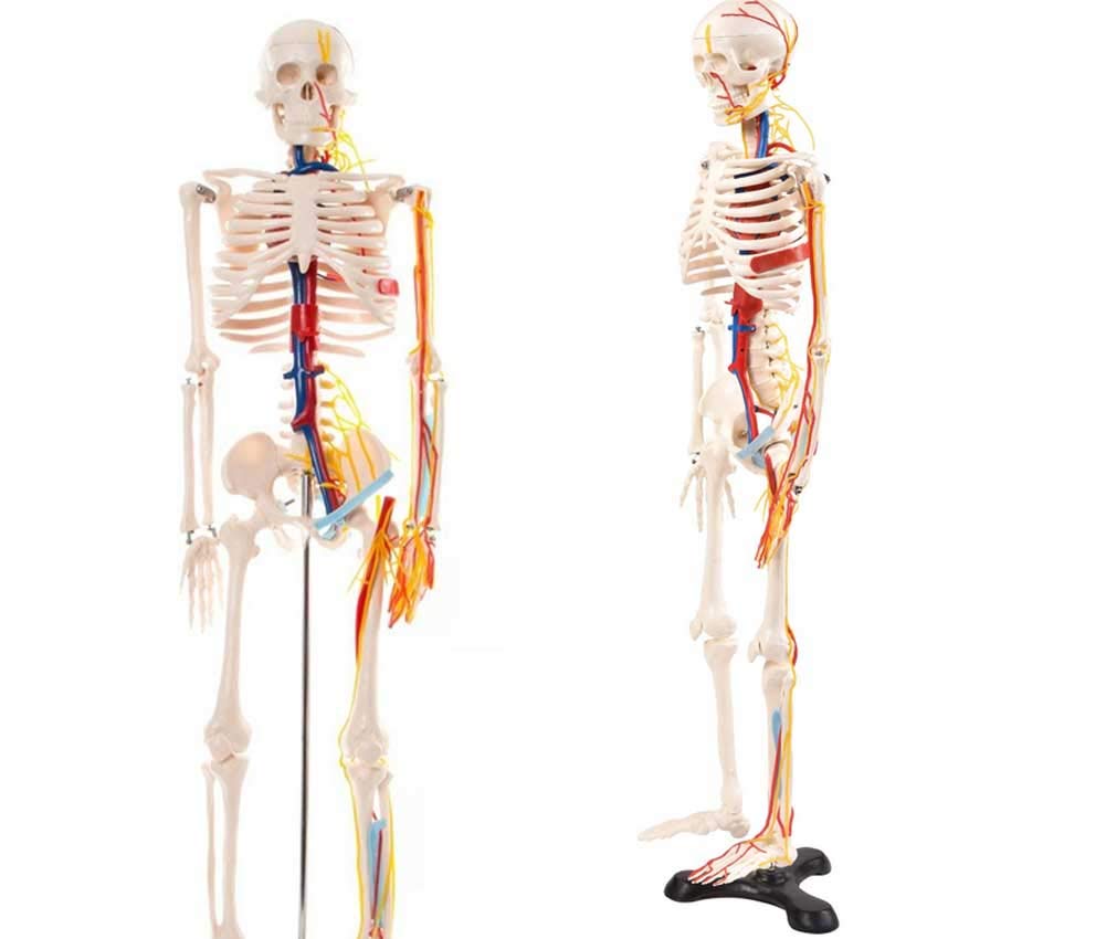 Buy MKULOUS 33.4" Mini Skeleton Model,Human Skeleton Anatomy Model with ...