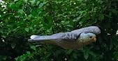 Amazon.com : Premium Bird Repellent Fake Flying Hawk Decoy by BriteNway ...