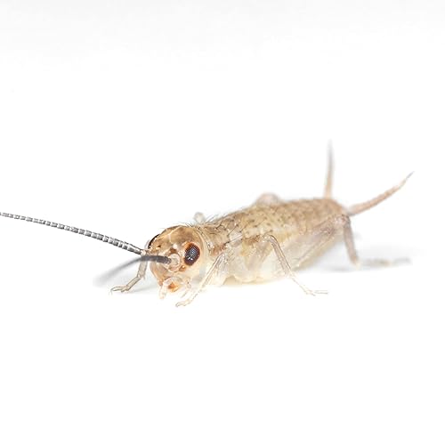 Live Crickets 1/8” Banded | 500 Count | Live Crickets for Reptiles ...