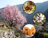 Almond tree - How to grow & care