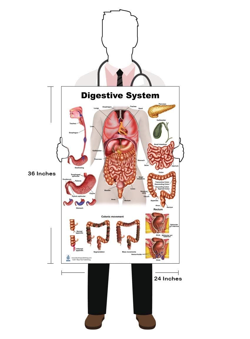 Mua Blue Tree Publishing Digestive System Poster and Colon Model with ...