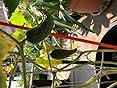 Amazon.com: Burpee Lemon Cucumber Seeds 100 seeds : Everything Else