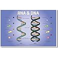 Amazon.com: PosterEnvy DNA RNA Biology Chart - New Classroom Biology ...