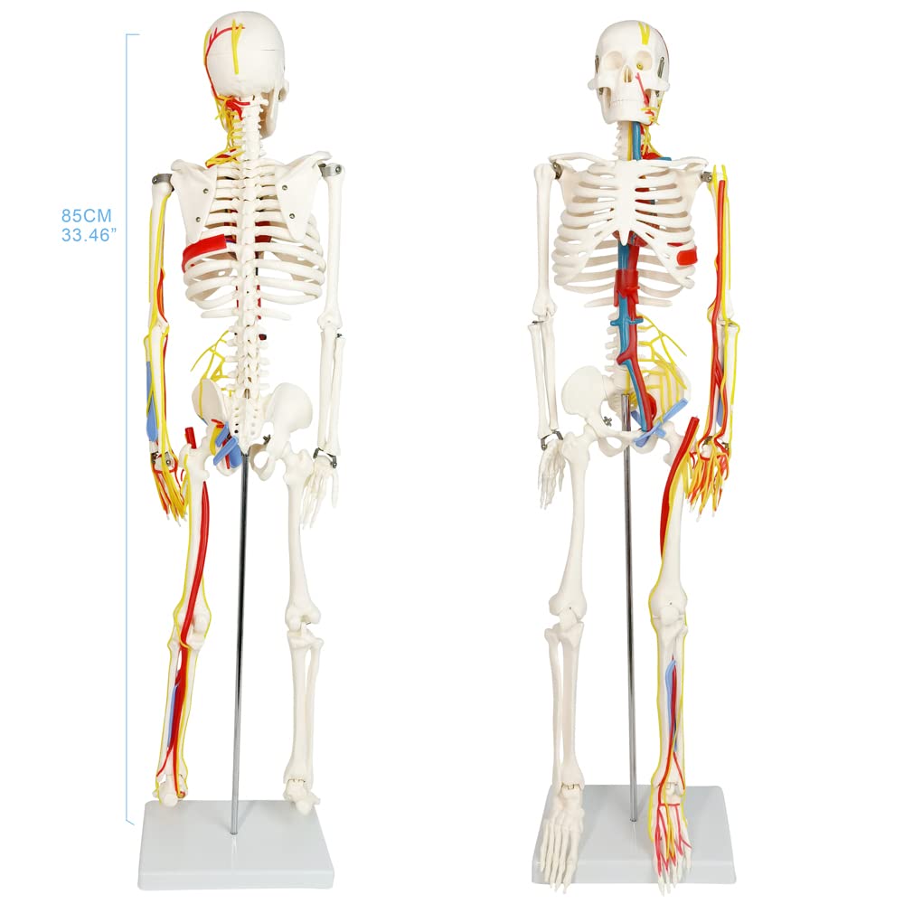 Mua Evotech Mini Human Skeleton Model for Anatomy, 33.5'' 1/2 Life Size Human Skeleton Model ...
